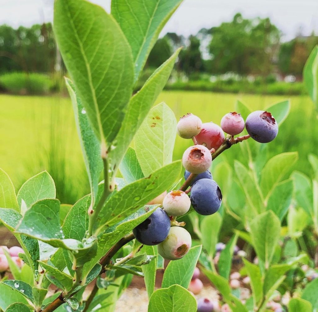 Benefits of Nature Based Therapy | Garrett Counseling